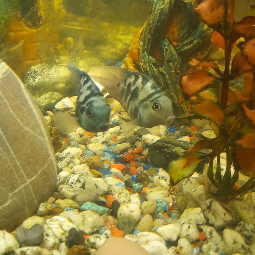 Аквариумные рыбки