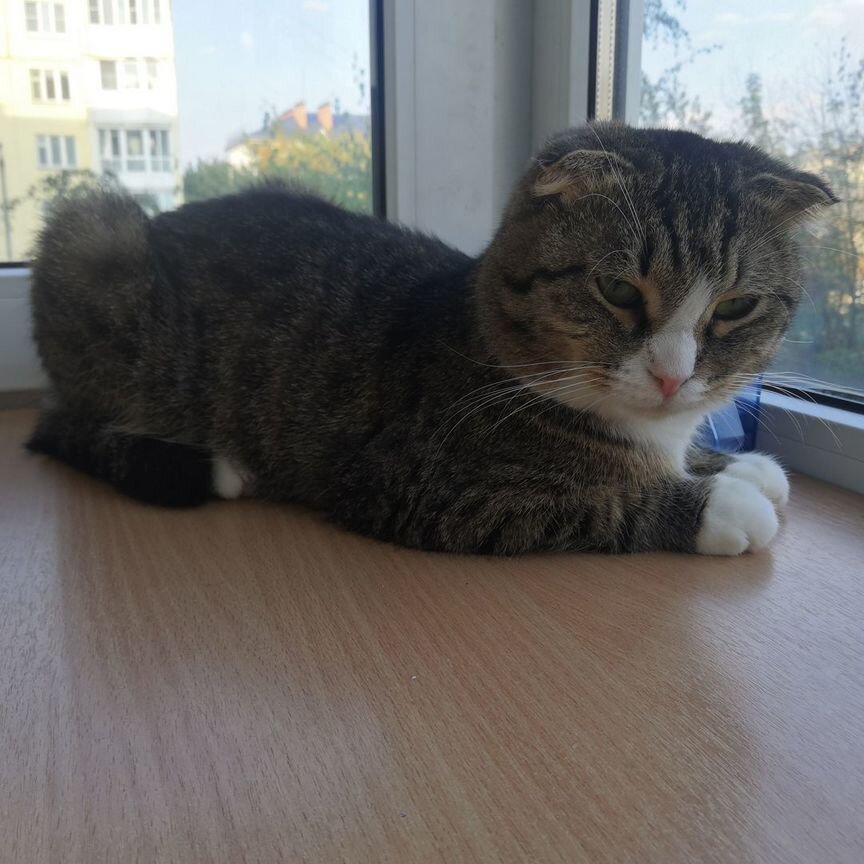 Отдам в добрые руки