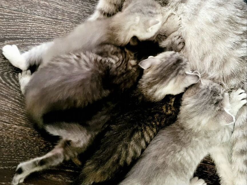 Отдам котят в добрые руки