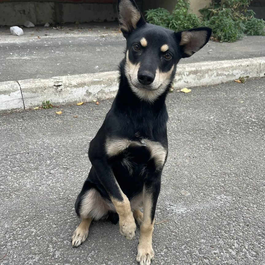 Щенок в добрые руки