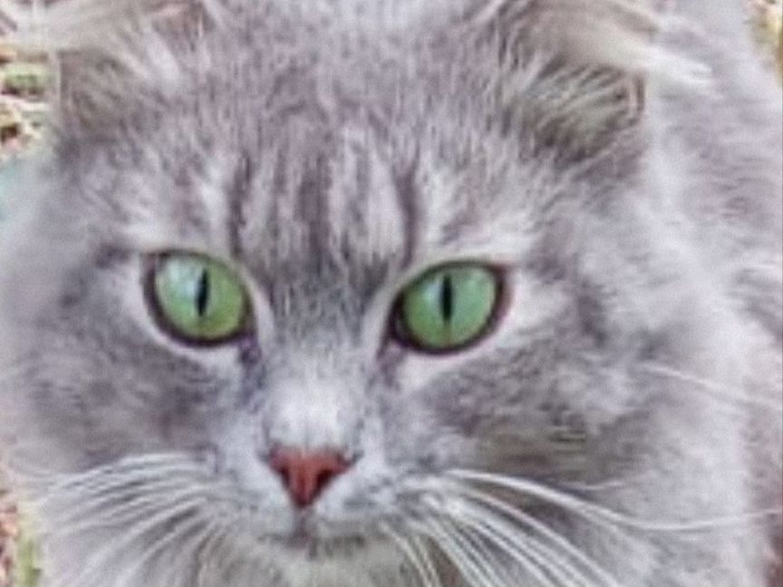Кошки