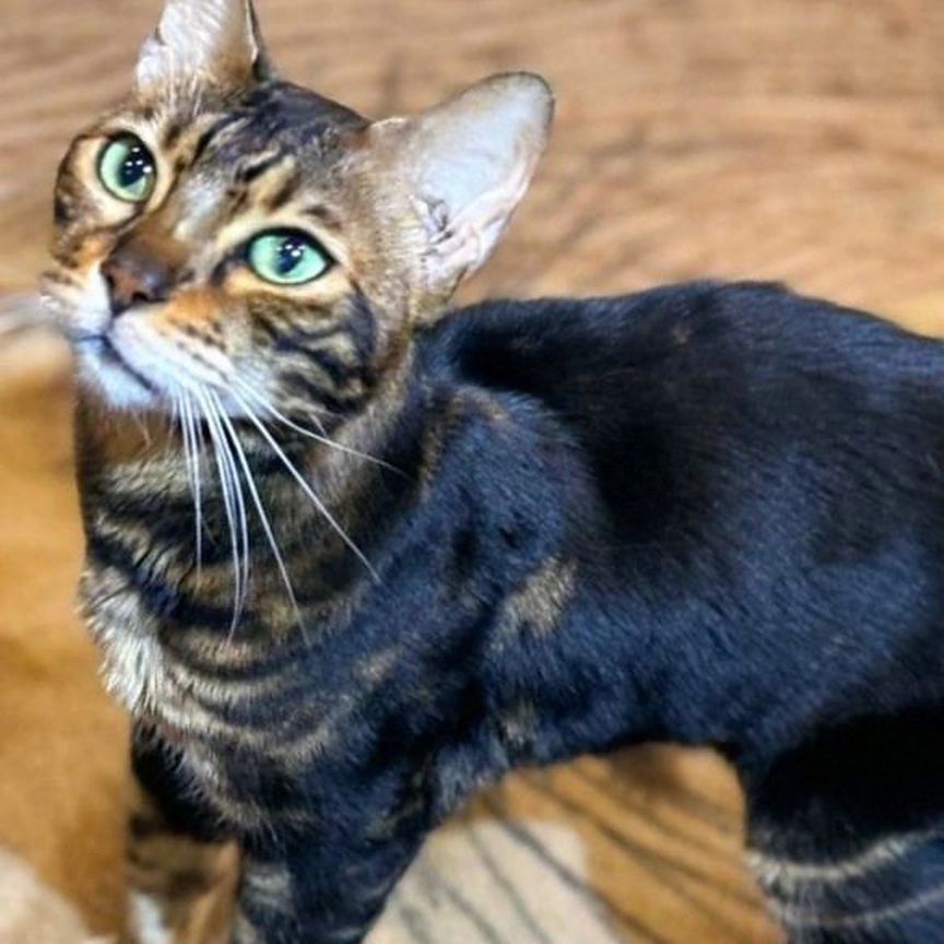 Котик Леон