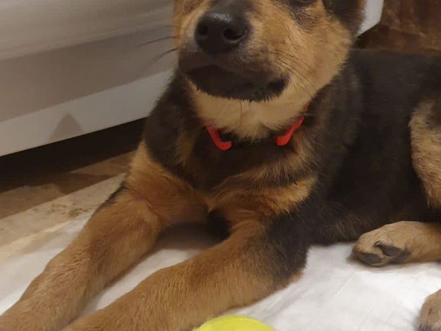 Щенок в добрые руки