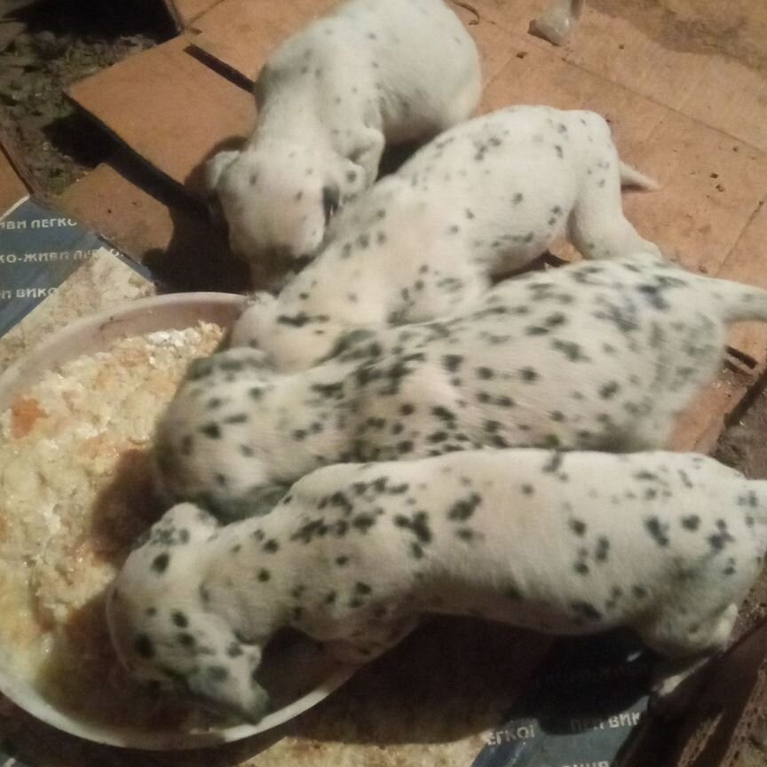 Долматинец