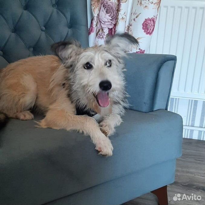 Собачка Ума в добрые руки