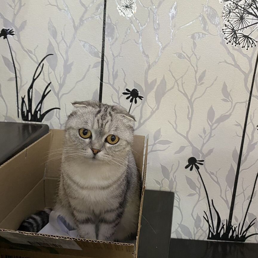 Котята от вислоухой красотки