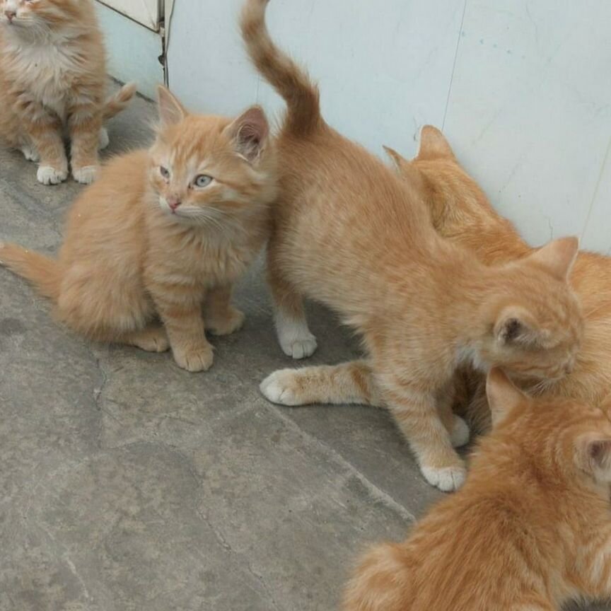 Котята рыжики