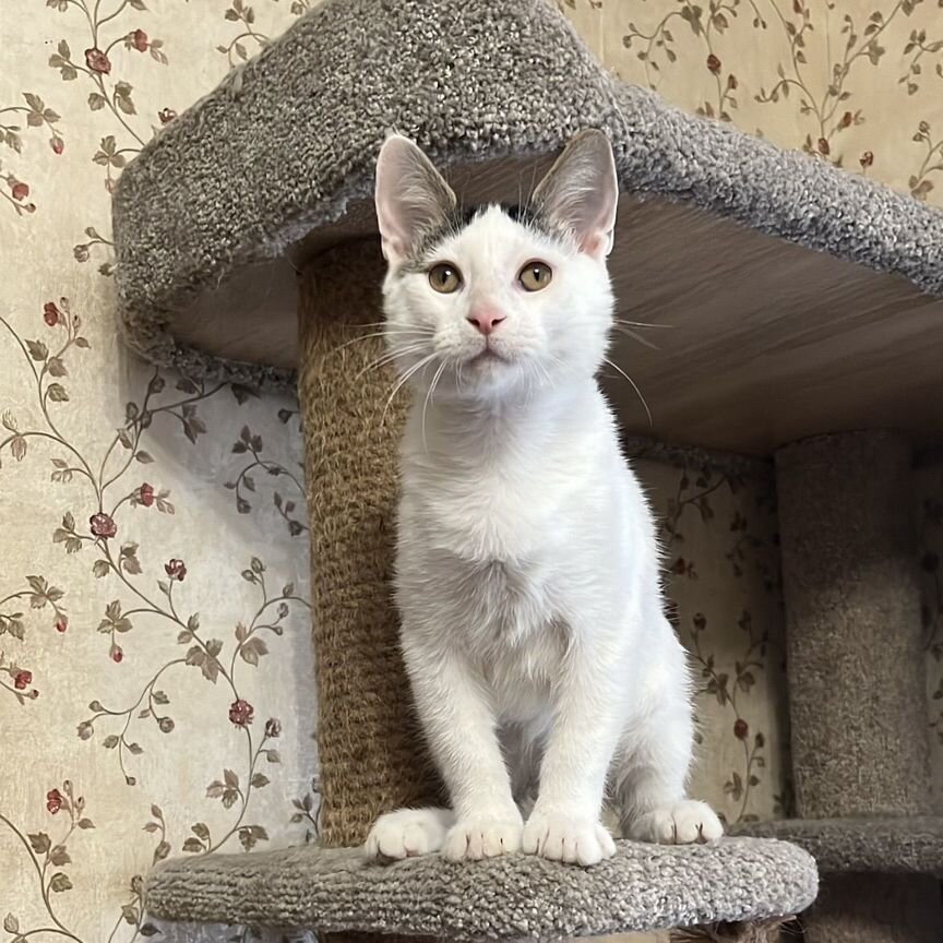 Шикарный кот