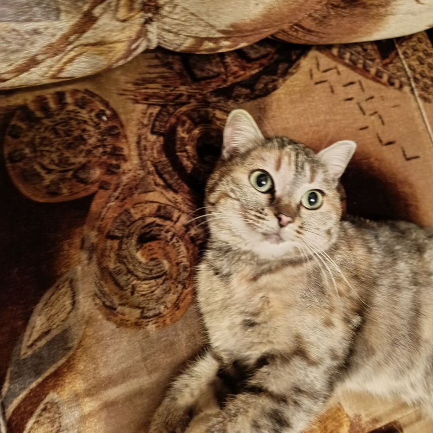 Найдена кошка молодая