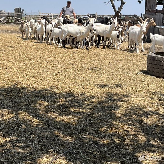 Овцы и козы