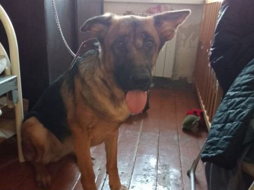 Немецкая овчарка