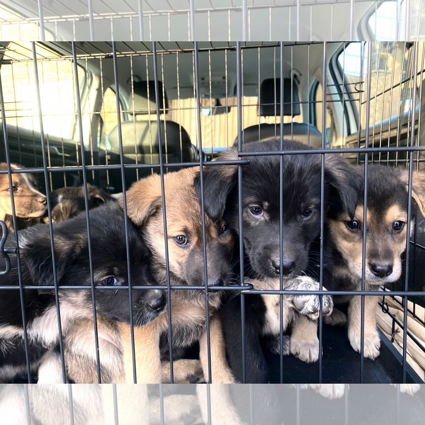 Щенок в добрые руки