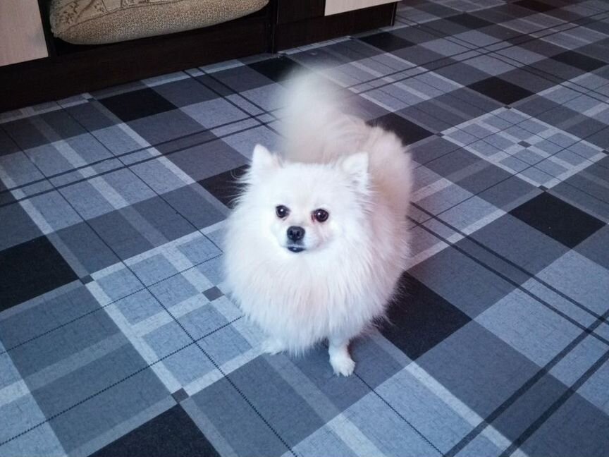 Померанский шпиц