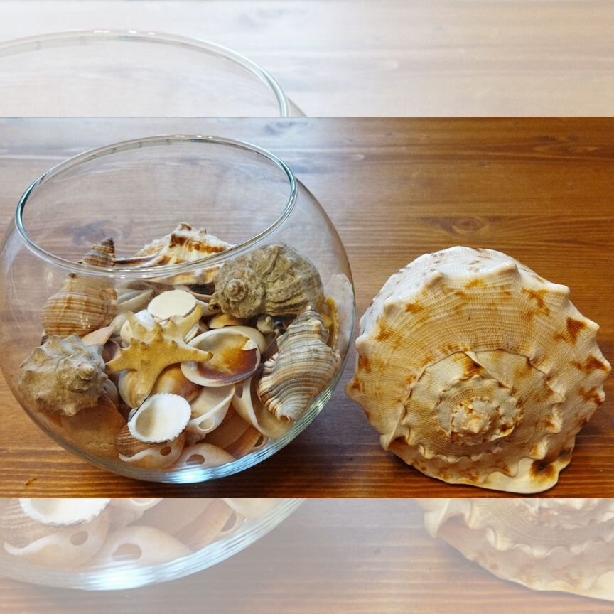 Наполнение для аквариума флорариума