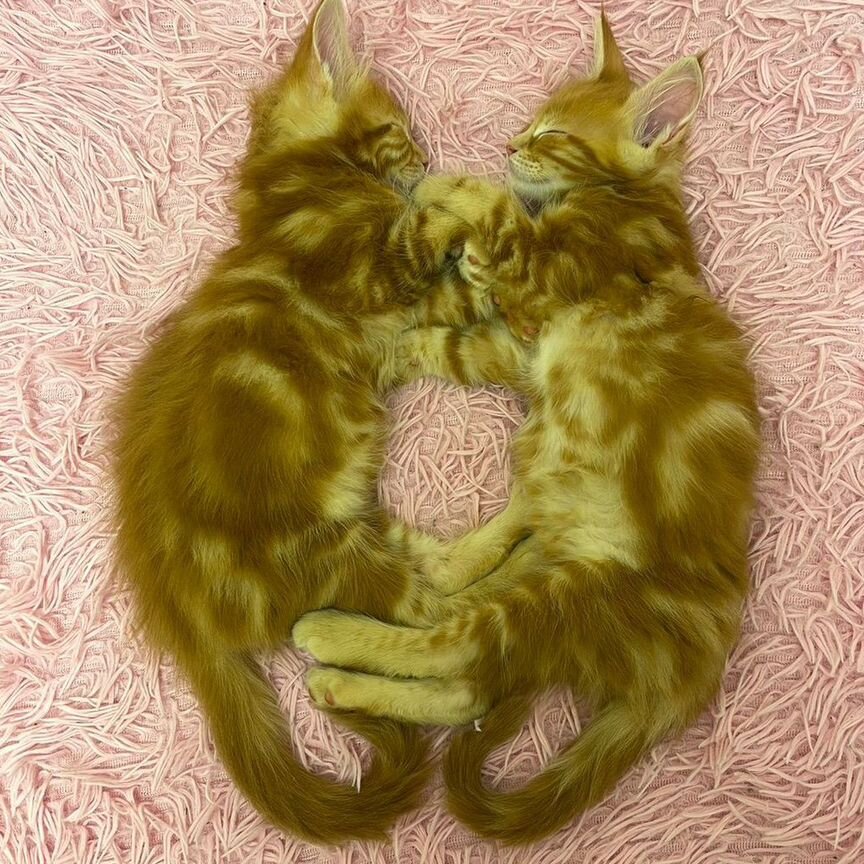 Мейн-кун котёнок