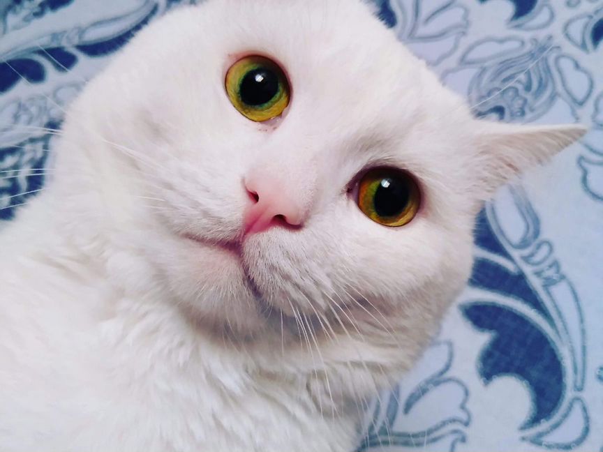 Кот Витюша