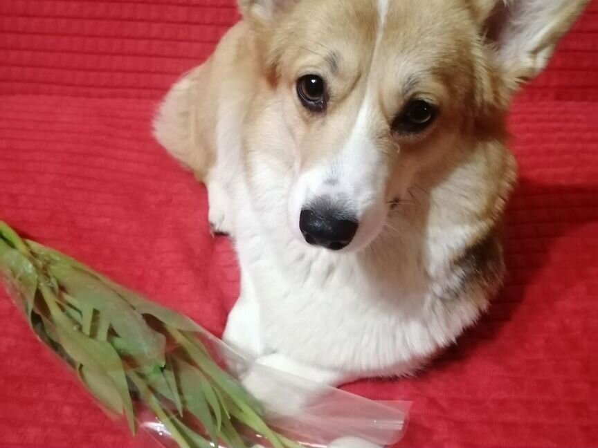 Прогулка С Корги