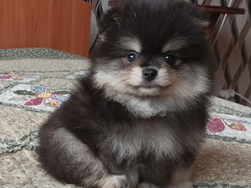 Померанский шпиц