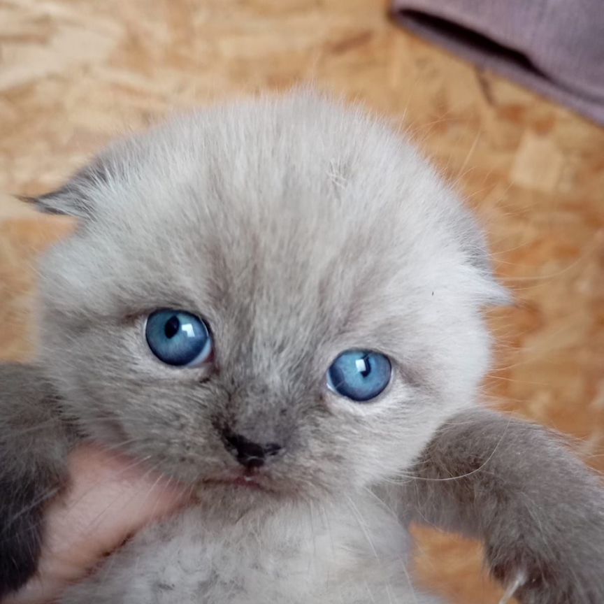 Скоттиш фолд