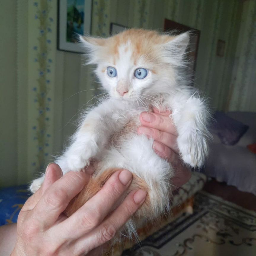 Кошки котята котенок в добрые руки