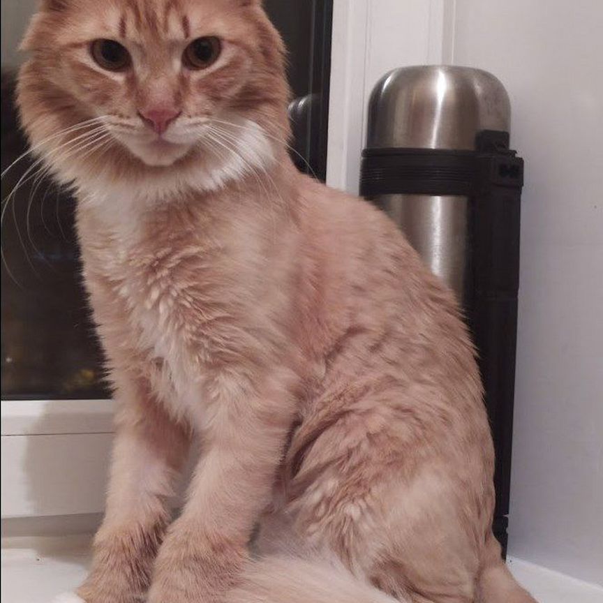 Кот Лёвушка в добрые руки