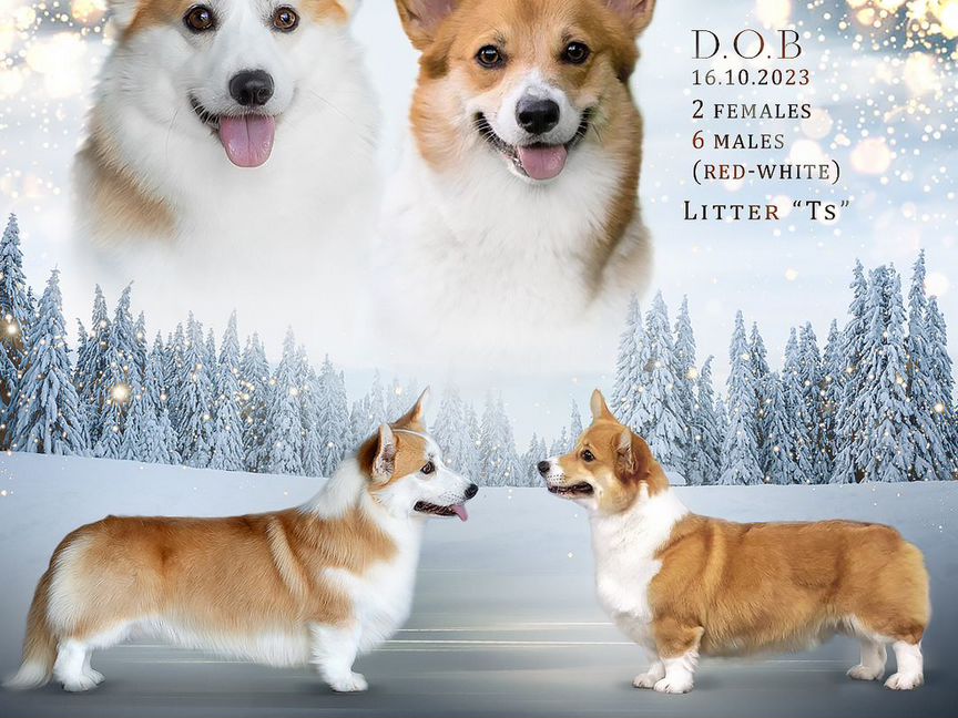 Дракончики-корги