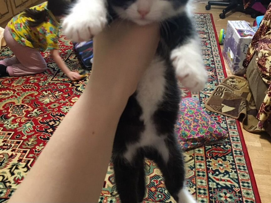 Кошка