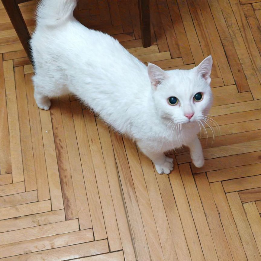 Взрослый кот в добрые руки