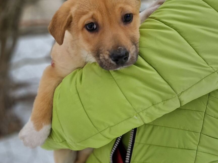 Щенок в добрые руки