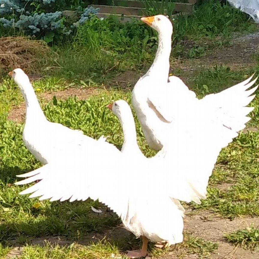 Семья гусей Губернаторские