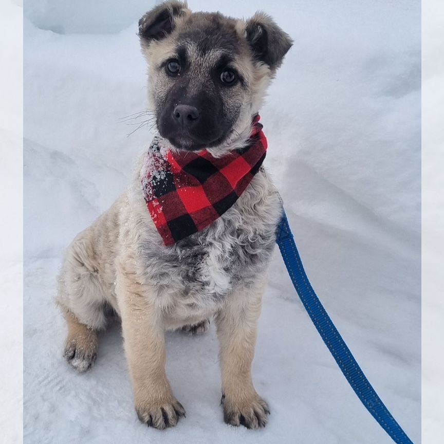 Щенок в добрые руки