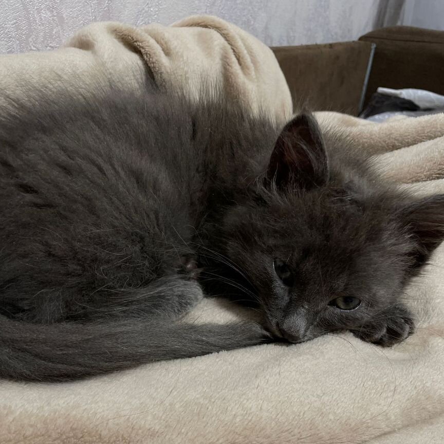 Котёнок в добрые руки