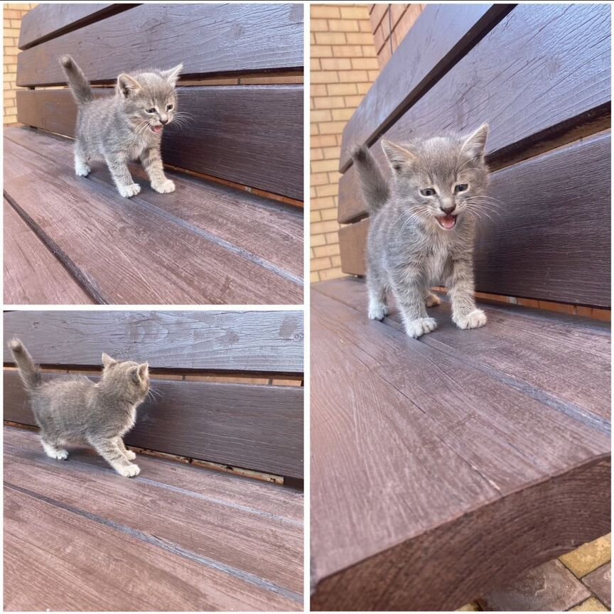 Котята в добрые руки