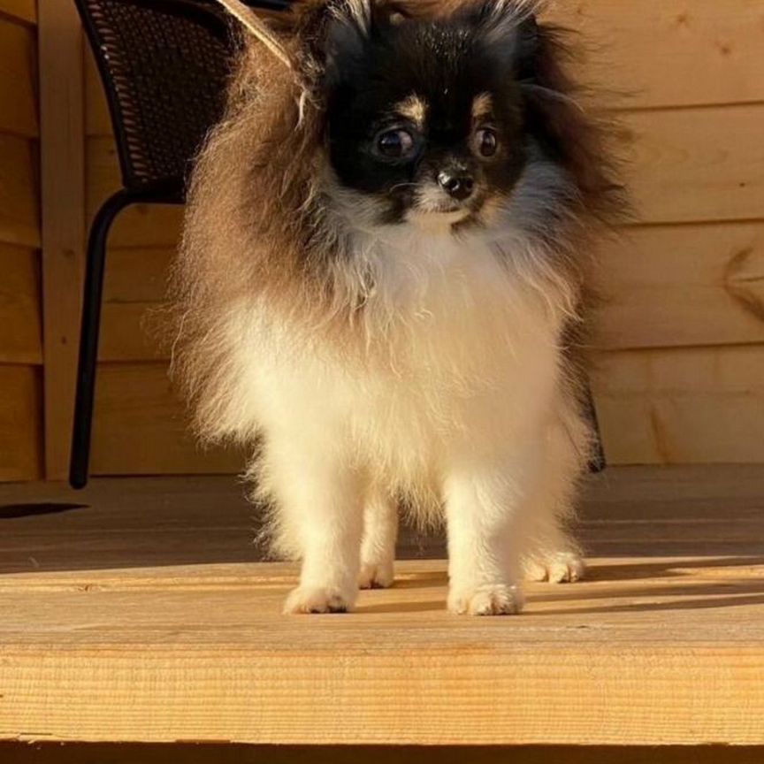 Померанский шпиц мини девочка
