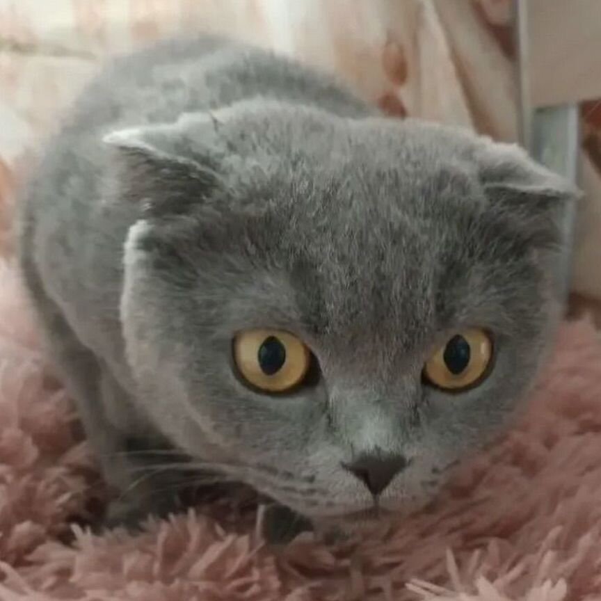 Взрослая, кошка в добрые руки