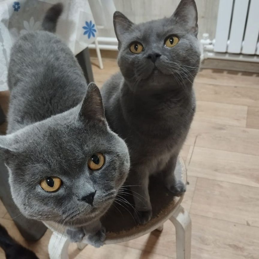 Британский короткошёрстный котёнок