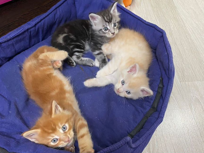 Продаются котята мейкун