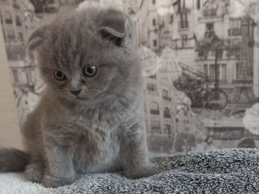 Шотландские котятки