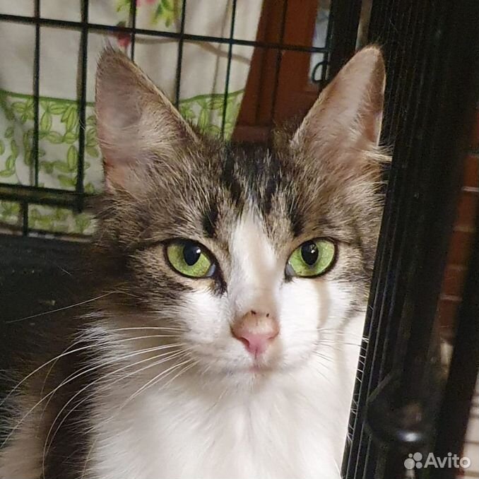 Кошка Марьяша в добрые руки