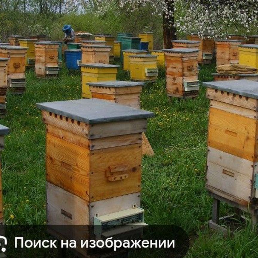 Пчелы и улья