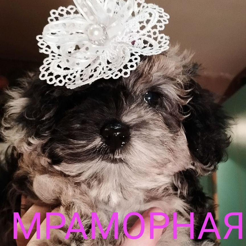 Мальтипу f1 мраморная