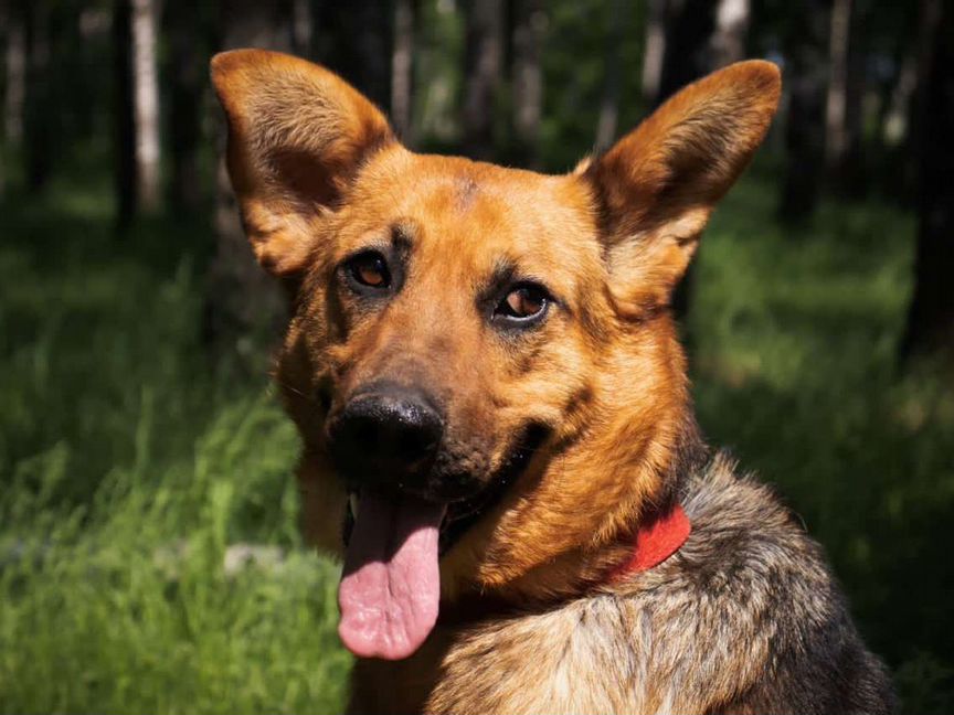 Собаки бесплатно