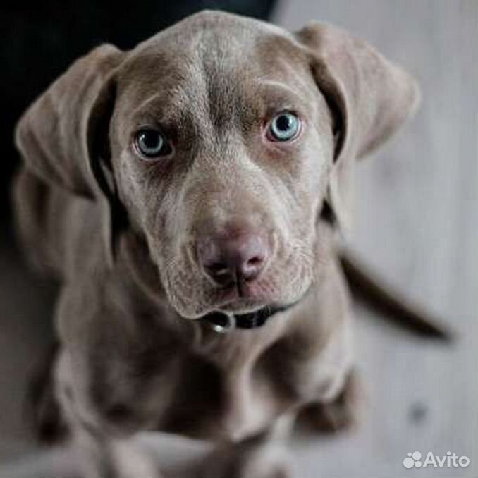 Метис цвергпинчер и венгерская выжгла