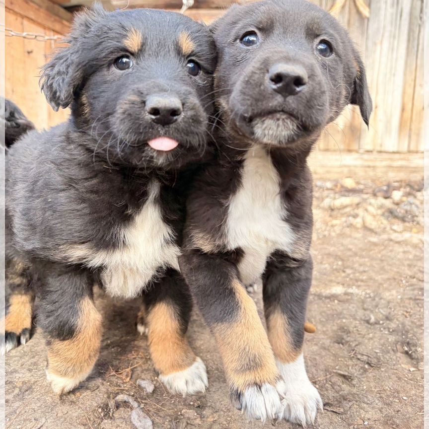 Русский охотничий спаниель, щенок