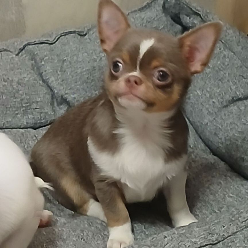 Чихуахуа, щенок