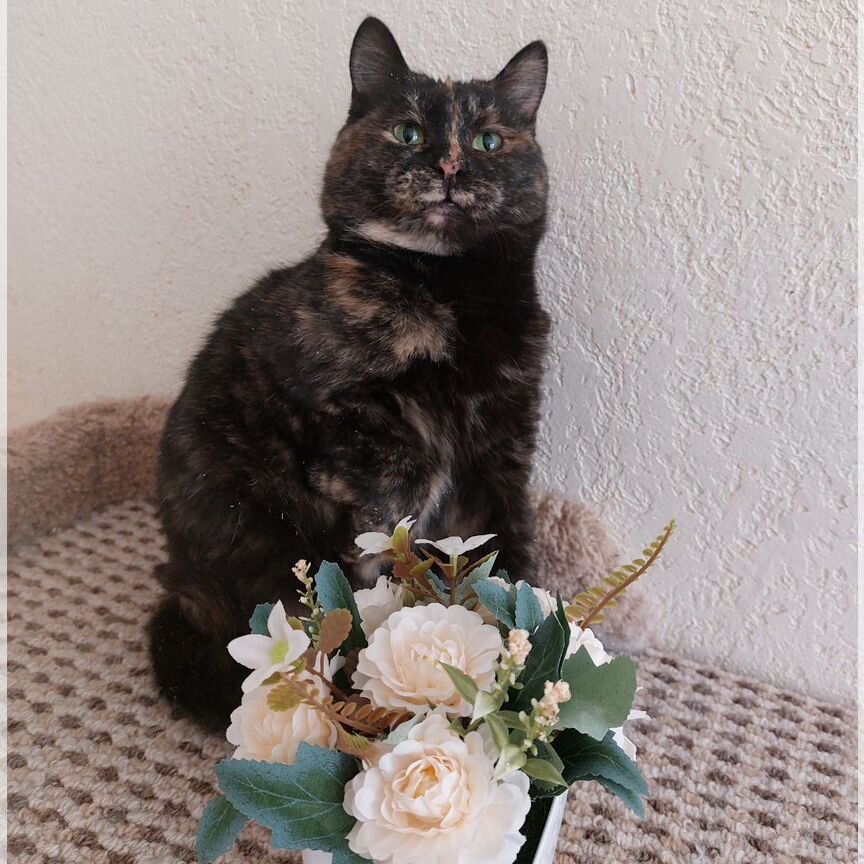 Кошечка Джанет ищет любимых людей