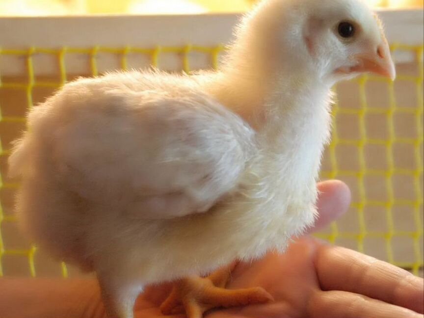 Бройлерные цыплята разных возрастов