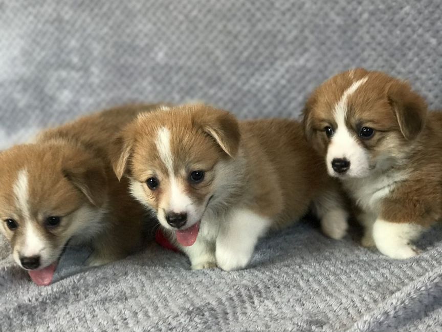 Щенки корги пемброк