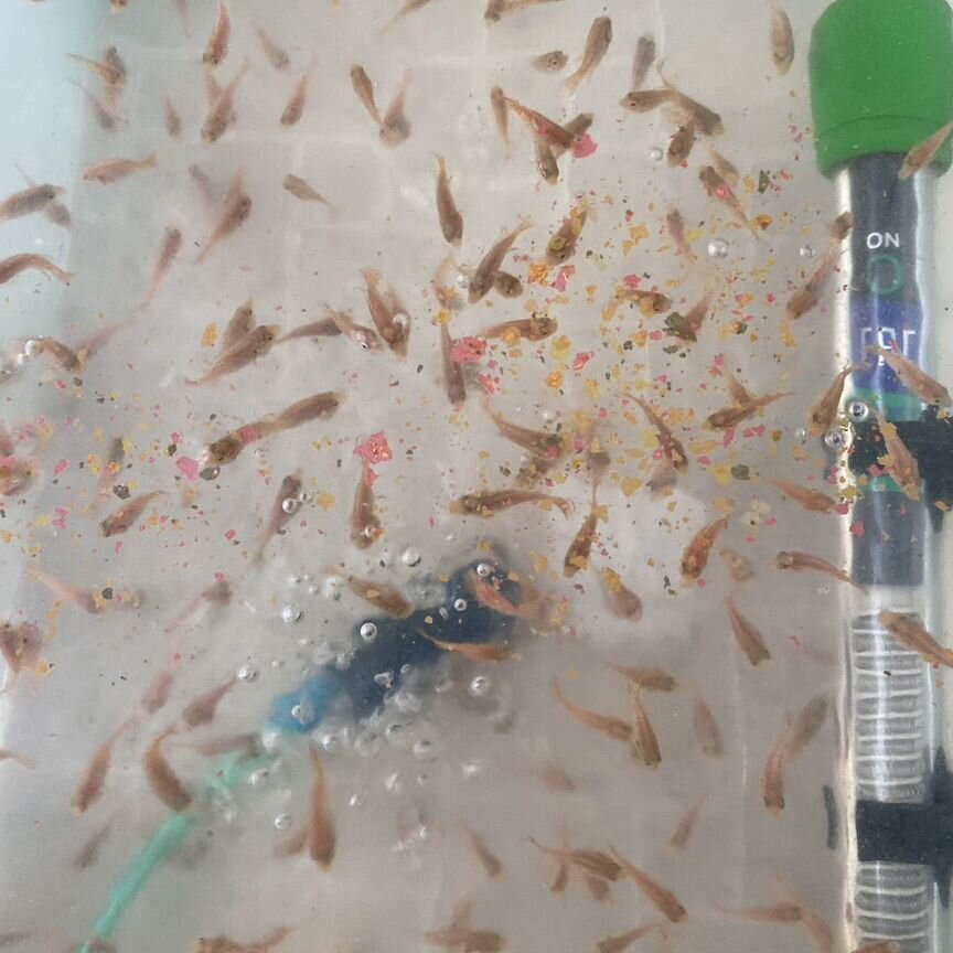 Мальки Хромис Красавец от 2-2,5 см. Свой вывод