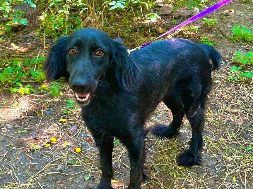 Нереальная красотка ищет дом